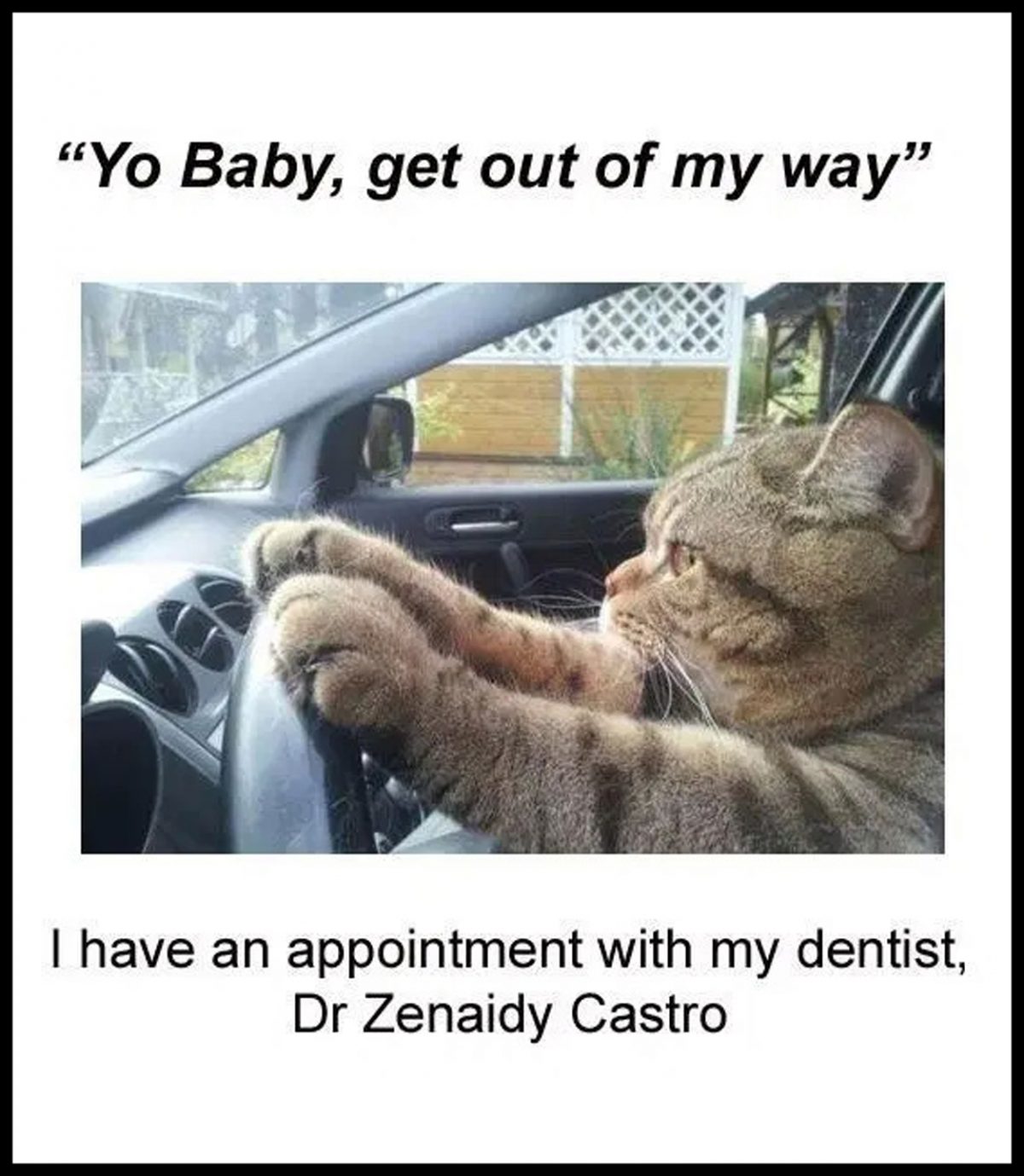 Funny Cute cat memes- Dental Cat memes